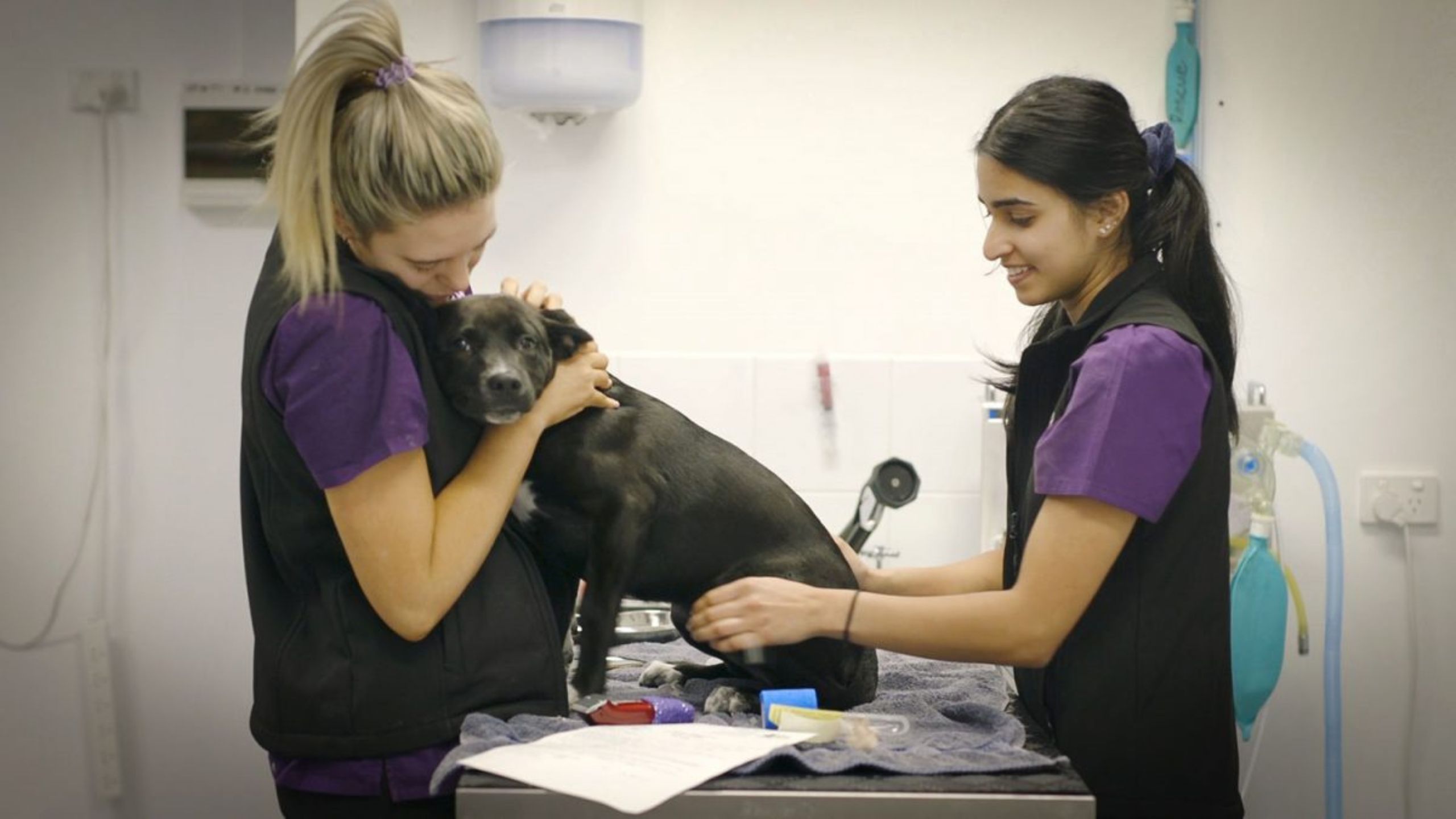The Avenue Vet - The Avenue Vet Cranbourne North