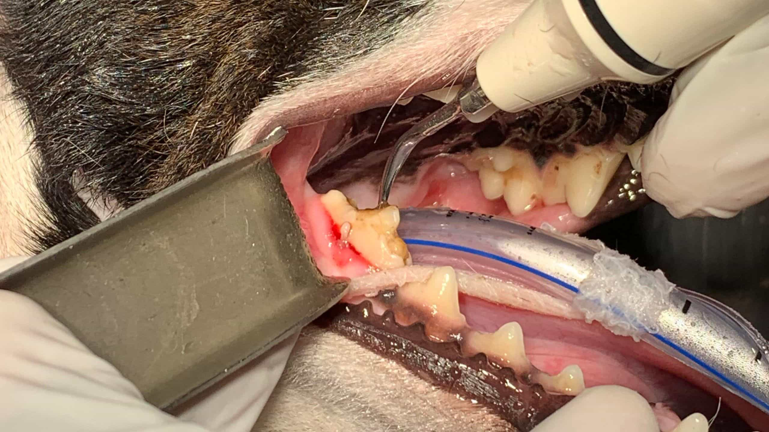 Pet Dentistry - The Avenue Vet Cranbourne North