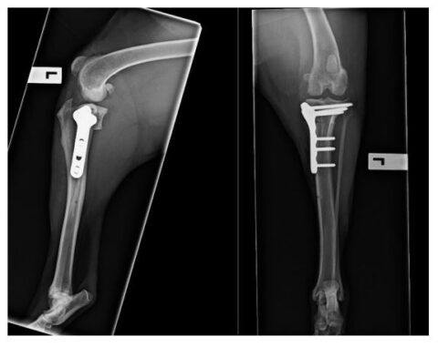 Cruciate Ligament Repair Surgery - The Avenue Vet Cranbourne North